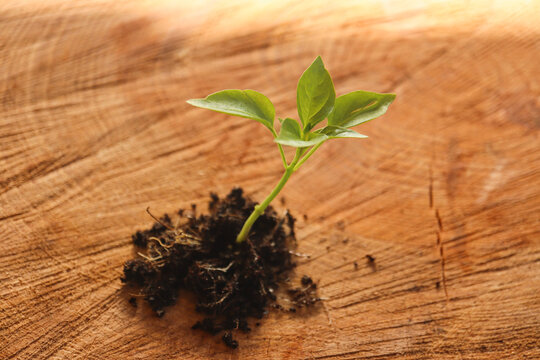 รูปภาพNewness – เลือกดูภาพถ่ายสต็อก เวกเตอร์ และวิดีโอ1,614 | Adobe Stock