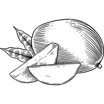 Mango Line Drawing Images – Browse 7,431 Stock Photos, Vectors, and ...