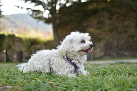 Imágenes de Perrita: descubre bancos de fotos, ilustraciones, vectores ...