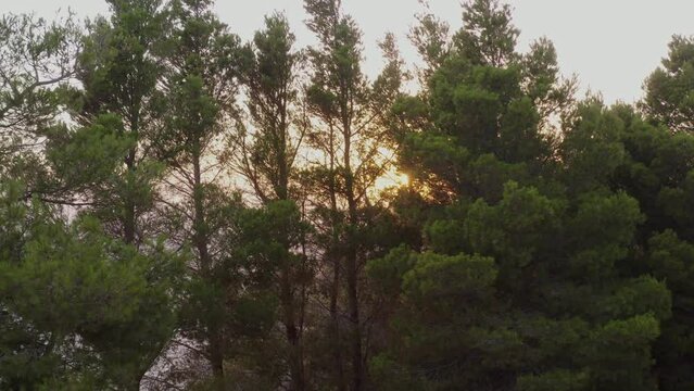 "Sun Behind Trees" Images – Browse 48 Stock Photos, Vectors, and Video ...
