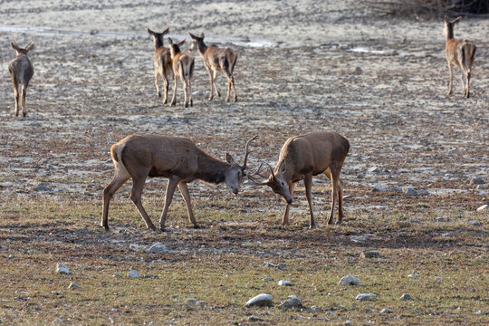 「Fusone」の写真素材 | 8件の無料イラスト画像 | Adobe Stock