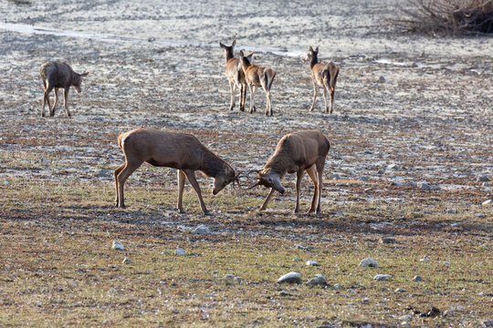 「Fusone」の写真素材 | 8件の無料イラスト画像 | Adobe Stock