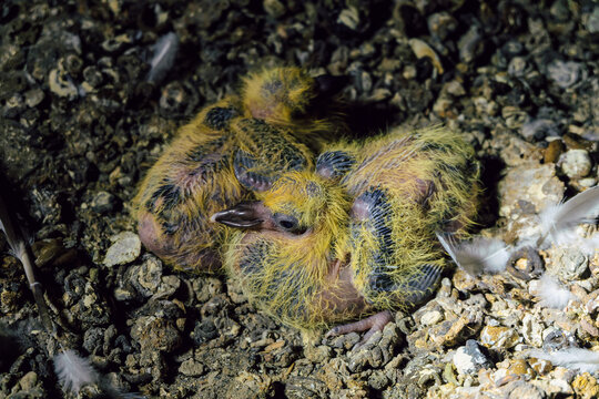 Taubenbabys Bilder – Durchsuchen 11,563 Archivfotos, Vektorgrafiken und ...