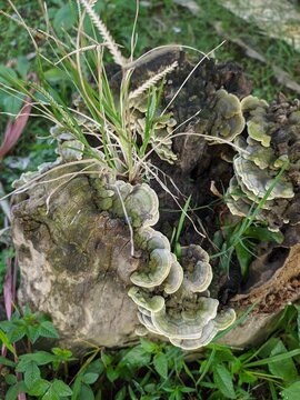 Destruenten Bilder – Durchsuchen 1,487 Archivfotos, Vektorgrafiken und ...