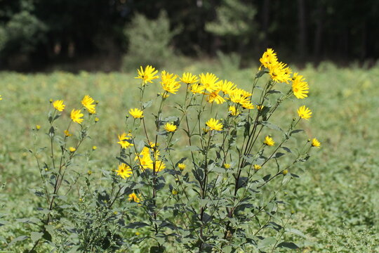 Gais bilder – Bläddra bland 1,206 stockfoton, vektorer och videor ...