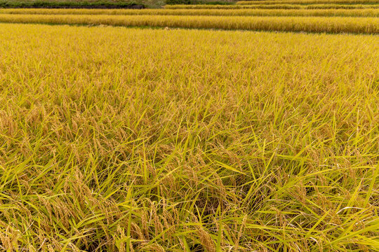 Rice Harvest