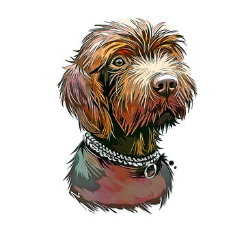 รูปภาพPudelpointer – เลือกดูภาพถ่ายสต็อก เวกเตอร์ และวิดีโอ452 | Adobe ...