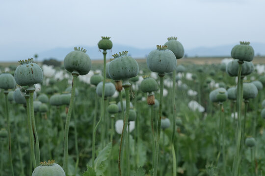 "Poppy Straw" Bilder – Durchsuchen 1,080 Archivfotos, Vektorgrafiken ...