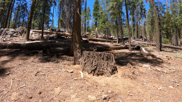 Chickaree Imagens – Procure 590 fotos, vetores e vídeos | Adobe Stock