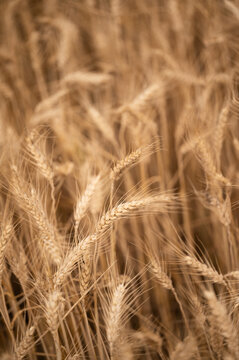 Weizensamen Bilder – Durchsuchen 570,479 Archivfotos, Vektorgrafiken ...