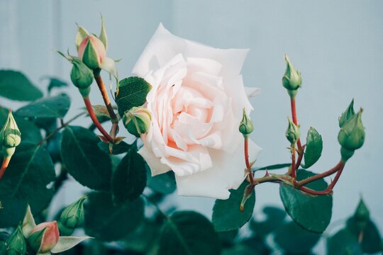 Pseudanthium Images – Browse 654,691 Stock Photos, Vectors, and Video ...