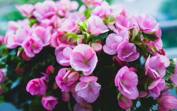 Pseudanthium Images – Browse 654,691 Stock Photos, Vectors, and Video ...