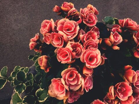 Obrázky Pseudanthium – procházejte fotografie, vektory a videa 654,691 ...