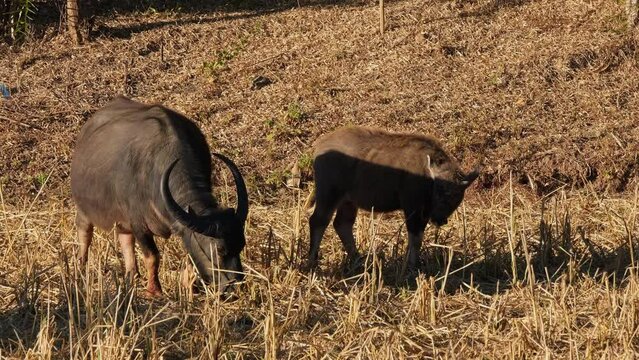 Imagens de Kalabaw – Explore Fotografias do Stock, Vetores e Vídeos de ...