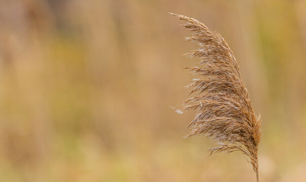 Wianki Bilder – Durchsuchen 93 Archivfotos, Vektorgrafiken und Videos ...
