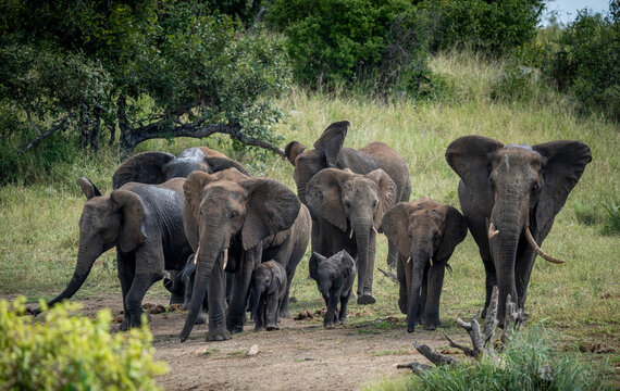 African Elephants In The Wild