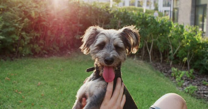 Windy Dog Images – Browse 4,437 Stock Photos, Vectors, and Video ...