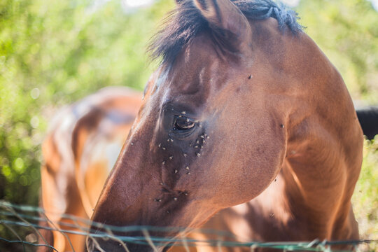 Chevalin Bilder – Durchsuchen 6,642 Archivfotos, Vektorgrafiken und ...