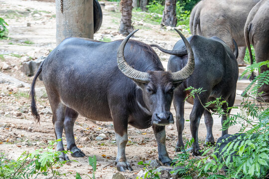 รูปภาพBovid – เลือกดูภาพถ่ายสต็อก เวกเตอร์ และวิดีโอ36,046 | Adobe Stock