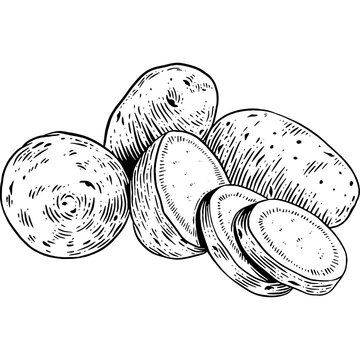 Potato Line Art