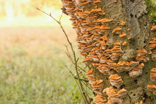 Schamm Bilder – Durchsuchen 10,448 Archivfotos, Vektorgrafiken und ...