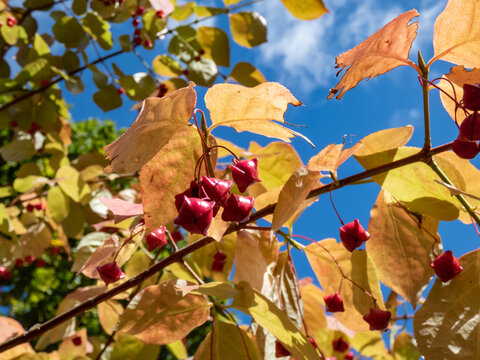 Syn Bilder – Durchsuchen 4,166 Archivfotos, Vektorgrafiken und Videos ...