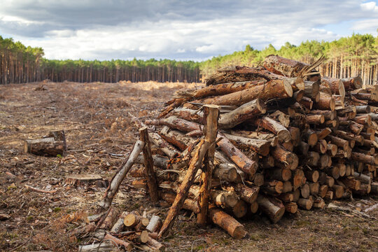 Clearfelling Bilder – Durchsuchen 5,569 Archivfotos, Vektorgrafiken und ...