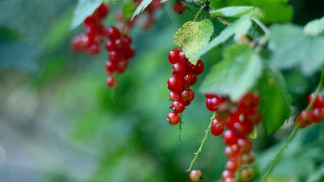 Groseilles Images – Browse 1,377 Stock Photos, Vectors, and Video ...