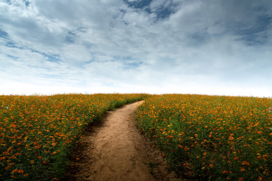 "Flower Road" Images – Browse 667 Stock Photos, Vectors, and Video ...