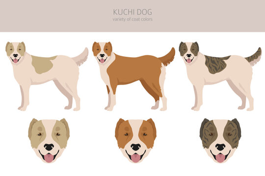 Imagens de Kuchi – Explore Fotografias do Stock, Vetores e Vídeos de ...