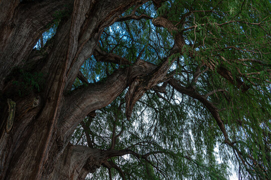 Ahuehuete Bilder – Durchsuchen 239 Archivfotos, Vektorgrafiken und ...