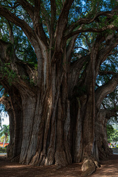 Ahuehuete bilder – Bläddra bland 271 stockfoton, vektorer och videor ...