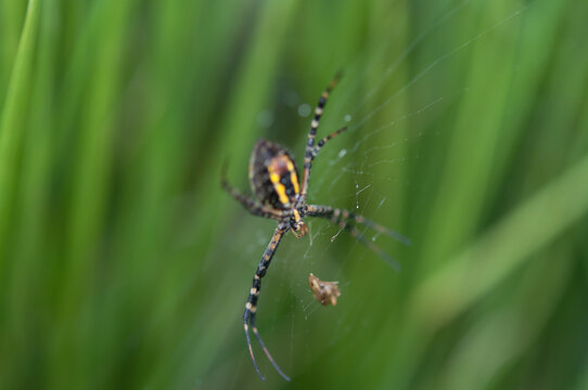 "Corn Spider"-Bilder: Stock-Fotos & -Videos. | Adobe Stock