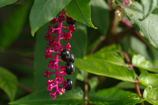 Scoke Bilder – Durchsuchen 2,872 Archivfotos, Vektorgrafiken und Videos ...