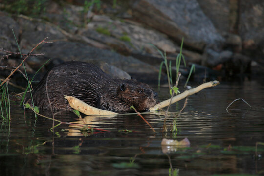 "Canadian Beaver" Images – Browse 1,894 Stock Photos, Vectors, and ...
