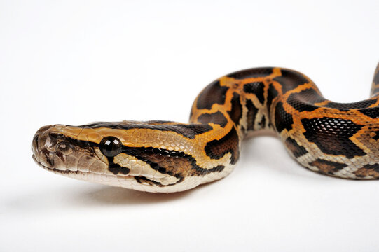 "Indian Python" 影像 – 瀏覽 801 個素材庫相片、向量圖和影片 | Adobe Stock