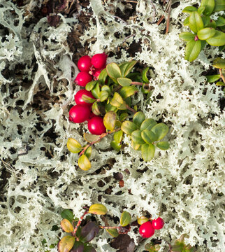 Mooseberry Bilder – Durchsuchen 9,843 Archivfotos, Vektorgrafiken und ...