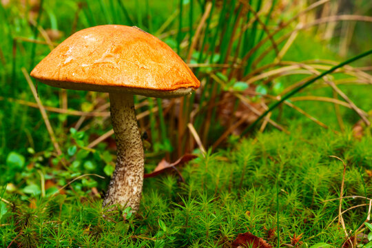 Birkenrotkappe Bilder – Durchsuchen 1,821 Archivfotos, Vektorgrafiken ...