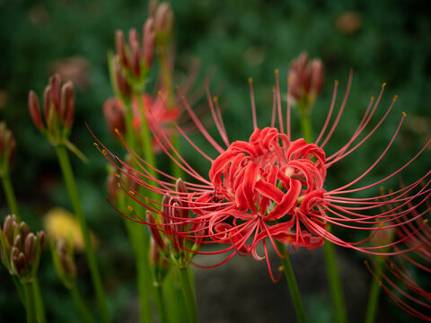รูปภาพManjusaka – เลือกดูภาพถ่ายสต็อก เวกเตอร์ และวิดีโอ82 | Adobe Stock