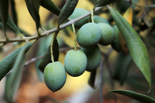 "Olive - Fruit" bilder – Bläddra bland 1,604 stockfoton, vektorer och ...
