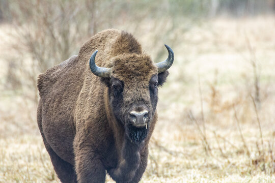 Puszcza Images – Browse 3,422 Stock Photos, Vectors, and Video | Adobe ...