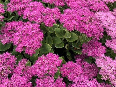 รูปภาพOrpine – เลือกดูภาพถ่ายสต็อก เวกเตอร์ และวิดีโอ16,293 | Adobe Stock