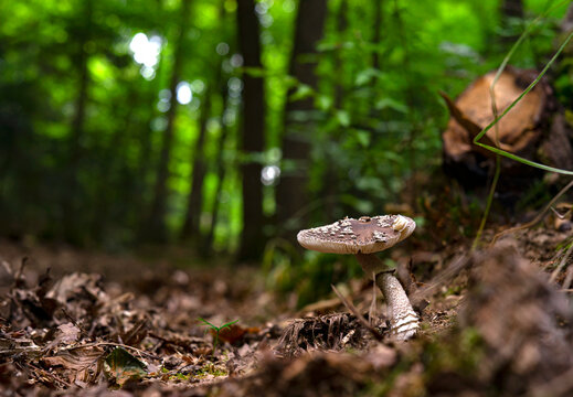 Unedible Bilder – Durchsuchen 469 Archivfotos, Vektorgrafiken und ...