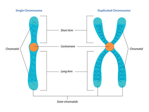 Centromere Structure