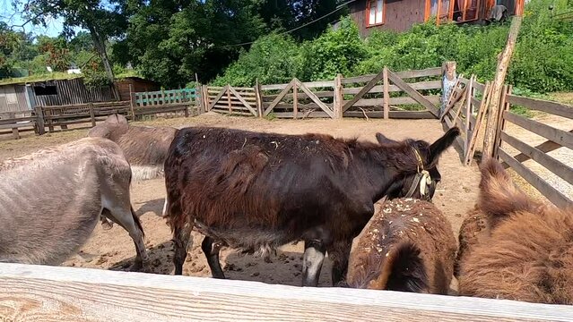 Imágenes de "Donkey Breeding": descubre bancos de fotos, ilustraciones ...