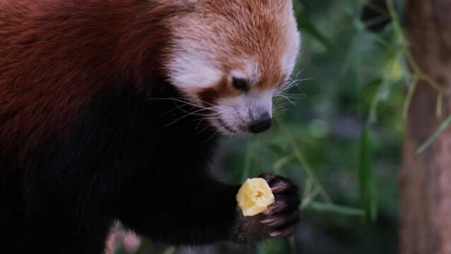 Panda Mouth Images – Browse 5,033 Stock Photos, Vectors, and Video ...