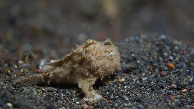 Baby Frog Fish