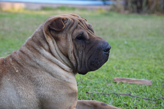 Ocico Images – Browse 79 Stock Photos, Vectors, and Video | Adobe Stock