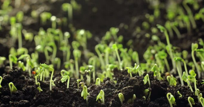 Plant Growing Timelapse Images – Browse 18,770 Stock Photos, Vectors ...