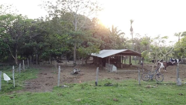 Lecheria Imagens – Procure 513 fotos, vetores e vídeos | Adobe Stock